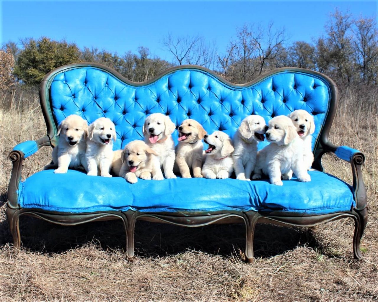 Home - Fort Worth Golden Retrievers